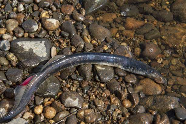 Lamprey Pictures | Download Free Images on Unsplash