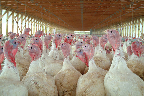 Factory Farm Pictures | Download Free Images on Unsplash