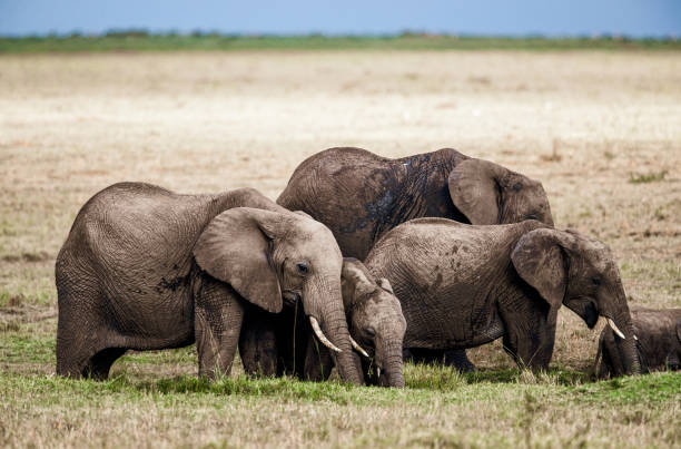 Free Stock Photo of Group of Elephants Standing Together | Download ...