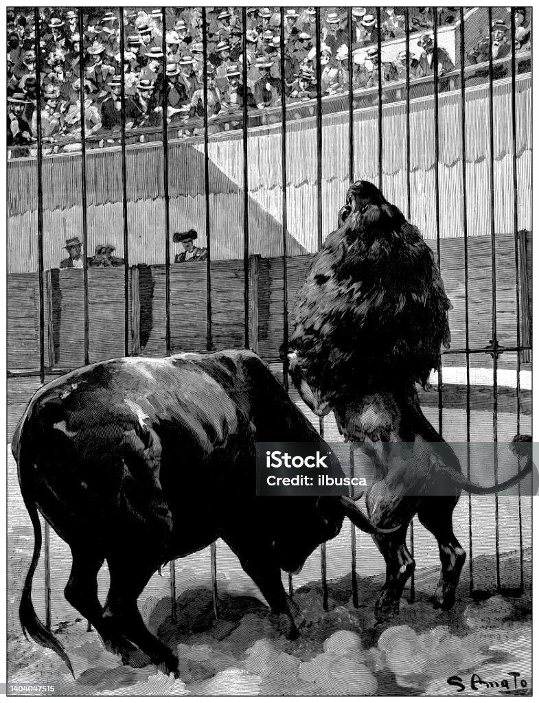 Ilustrasi Antik Roubaix Arena Pertarungan Banteng Dan Singa Ilustrasi ... Ilustrasi Antik Roubaix Arena Pertarungan Banteng Dan Singa Ilustrasi ...