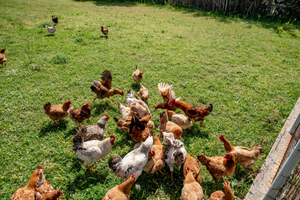 Free picture: bird, farm, animal, chicken, field, grass, poultry