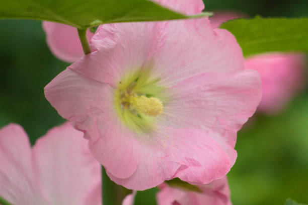 Free picture: flower, pink, geranium, pistil, close-up, focus, garden ...