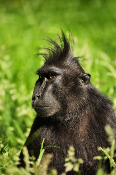500+ Black Monkey Pictures [HD] | Download Free Images on Unsplash