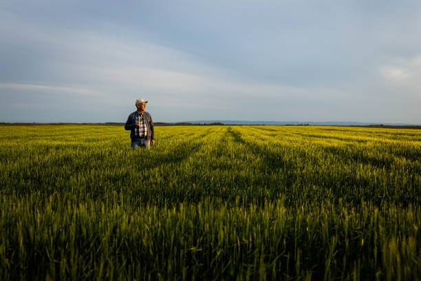 Free Stock Photo of Person Standing in Tall Grass Field | Download Free ...