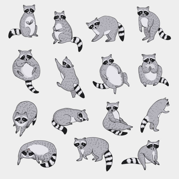 6 400 Dibujos De Mapaches Ilustraciones De Stock Gráficos Vectoriales