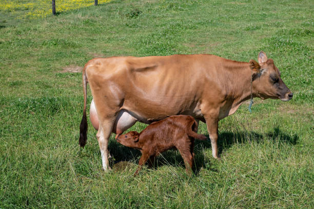 Cow Foster Rhode Island Brown - Free photo on Pixabay