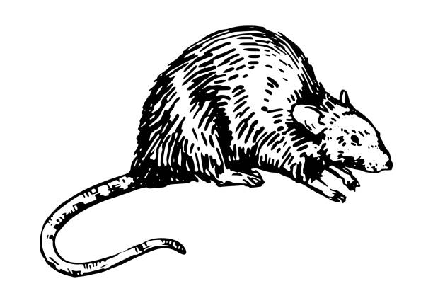 Rat Running Clipart Illustration