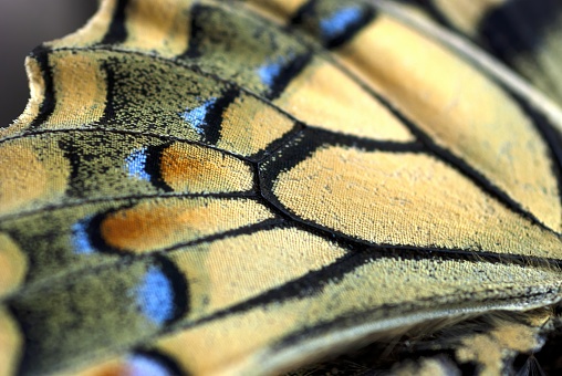 Fokus Selektif Fotografi Makro Sisik Sayap Berwarna Kupukupu Iphiclides ... Fokus Selektif Fotografi Makro Sisik Sayap Berwarna Kupukupu Iphiclides ...