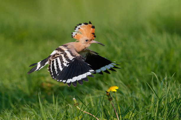 Hoopoe Pictures | Download Free Images on Unsplash