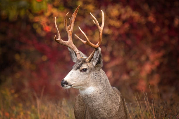 Dotted Deer Pictures | Download Free Images on Unsplash