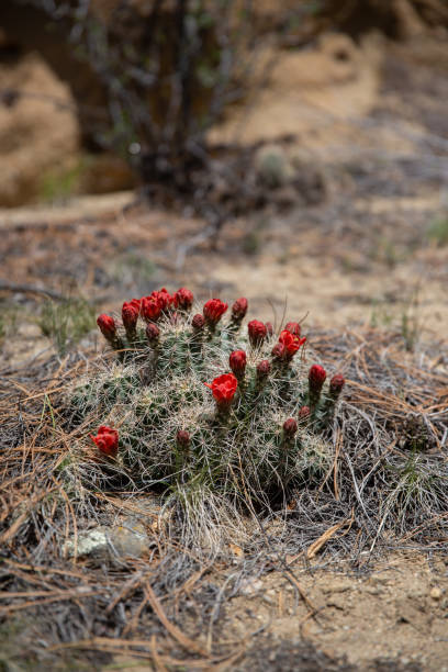 30k+ Desert Flower Pictures | Download Free Images on Unsplash