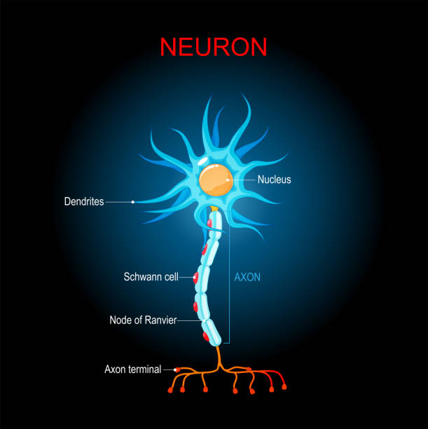 150 Myelin Sheath Stock Illustrations Royalty Free Vector Graphics