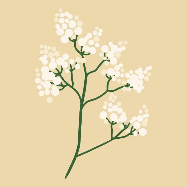 1 200 Gypsophile Illustrations Illustrations Graphiques Vectoriels