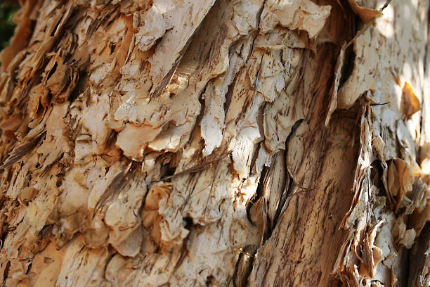 Free Stock Photo of Bark of sycamore maple | Download Free Images and ...