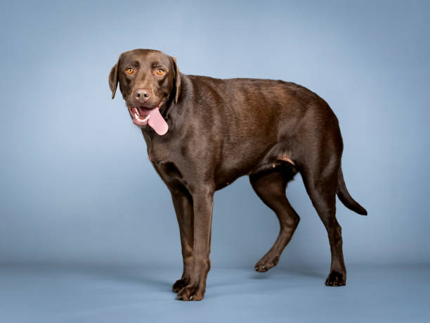 Free picture: Portrait of a brown Labrador retriever with its mouth ...