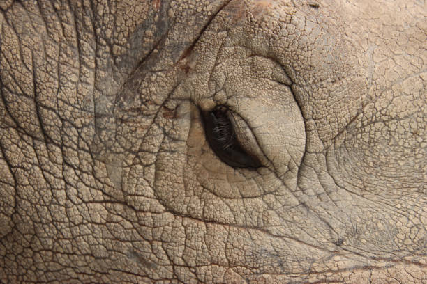 Free Stock Photo of One Rhinoceros | Download Free Images and Free ...