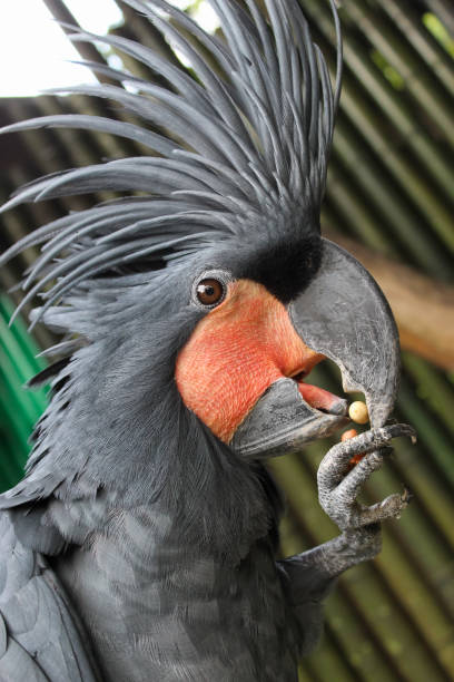 210 Kakatua Raja Foto Stok Potret And Gambar Bebas Royalti Istock
