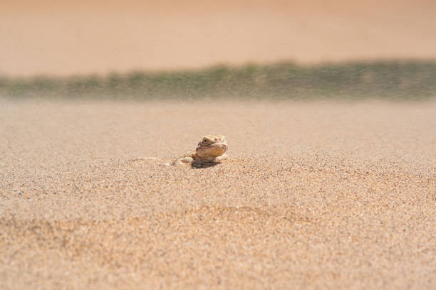 Free picture: Small brown frog on sand underwater