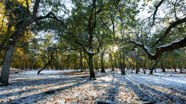Ifrane Pictures | Download Free Images on Unsplash