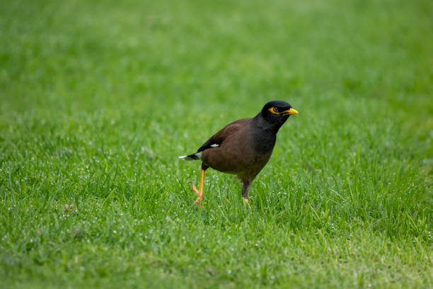 30,000+ Myna Bird Pictures | Download Free Images on Unsplash