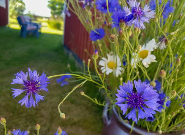 Daisys Pictures | Download Free Images on Unsplash