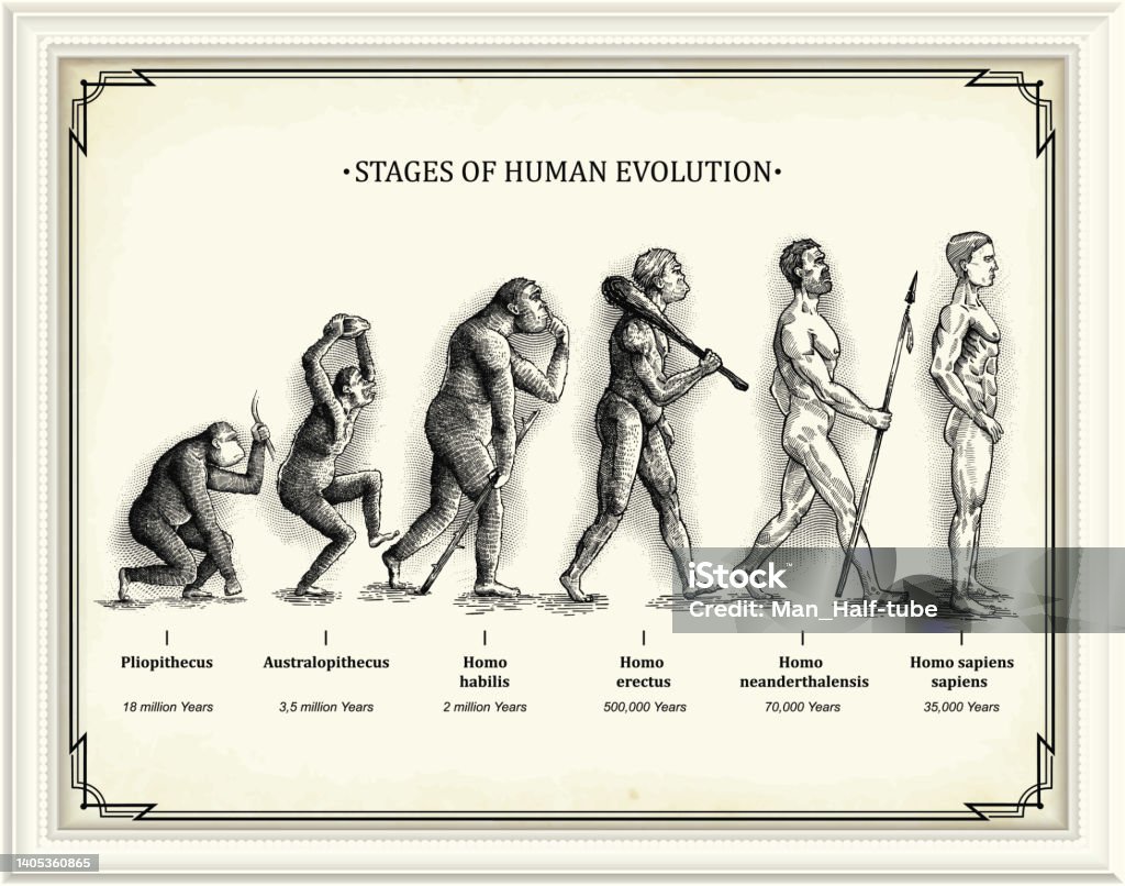 Tahapan Evolusi Manusia Ilustrasi Stok Unduh Gambar Sekarang Evolusi Biologi Pengembangan