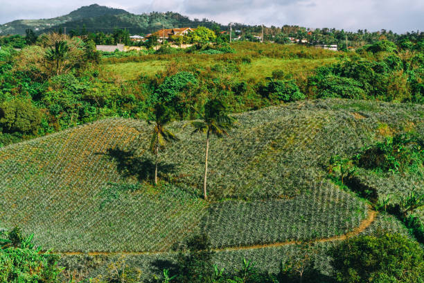 Tagaytay Pictures | Download Free Images on Unsplash