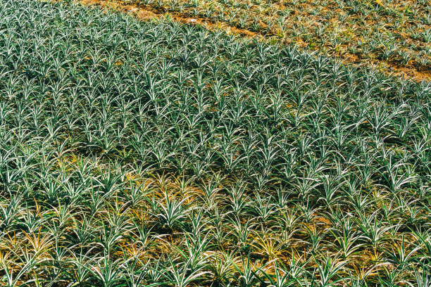 Pineapple Farm Pictures | Download Free Images on Unsplash