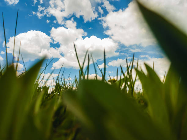 Free Stock Photo of Grass Perspective | Download Free Images and Free ...