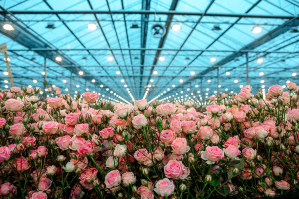 Rose Farm Pictures | Download Free Images on Unsplash
