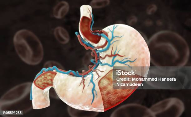 Photo Libre De Droit De Anatomie Du Système De Lestomac Humain Section