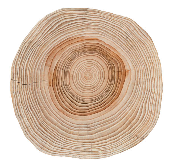 Free picture: Texture of annual rings on cross section of tree trunk
