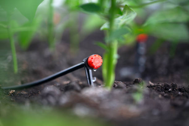 10 Bell Pepper Growing Myths Every Gardener Should Stop Believing
