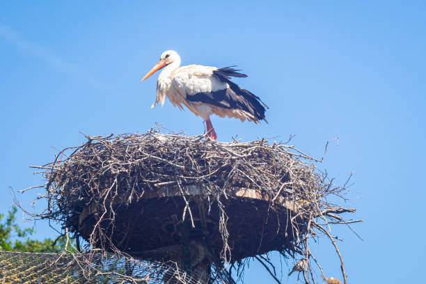 Free picture: wildlife, blue sky, nest, animal, stork, wild, bird ...
