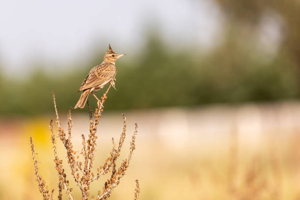 Lark Pictures | Download Free Images on Unsplash