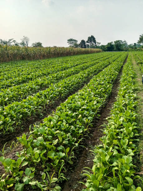 1K+ Mustard Field Pictures | Download Free Images on Unsplash