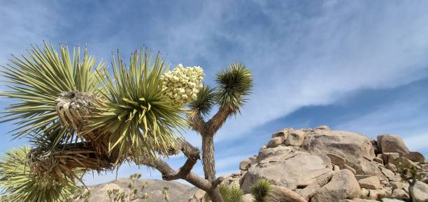 500+ Joshua Tree Pictures | Download Free Images on Unsplash