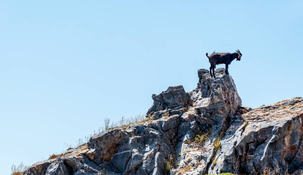 Free Stock Photo of Mountain Goat Jumping Off Cliff | Download Free ...