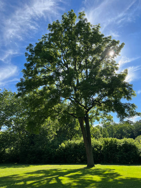 Free deciduous shade tree stock photos. Download the best free ...