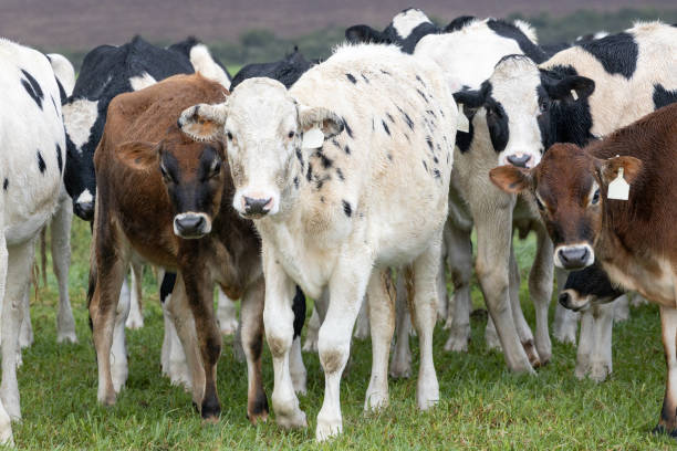 90+ Cow Mastitis Fotografías de stock, fotos e imágenes libres de ... 90+ Cow Mastitis Fotografías de stock, fotos e imágenes libres de ...