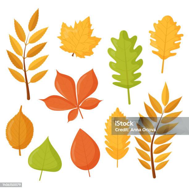 Feuilles Dautomne Fixées Isolées Sur Fond Blanc Illustration
