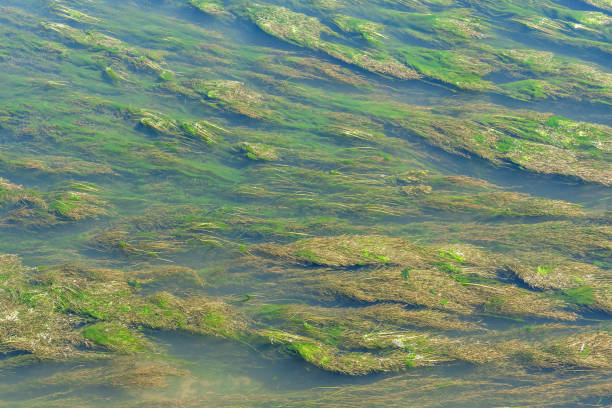 1000+ Algae Pictures | Download Free Images on Unsplash