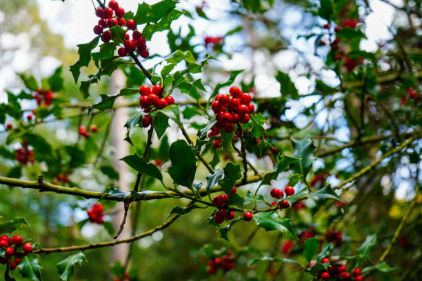 Free picture: leaves, vibrant, reddish, color, branches, shrub, nature ...