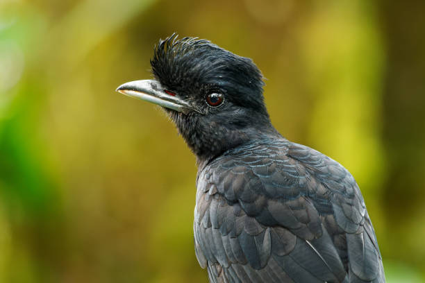 Pajaro Pictures | Download Free Images on Unsplash