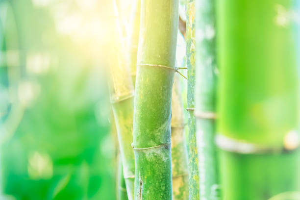 Bambu Pictures | Download Free Images on Unsplash