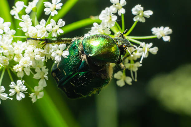 Free picture: Green beetle (Protaetia cuprea) on nectar of purplish ...