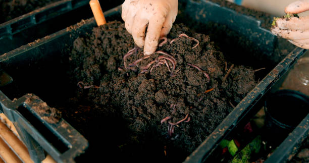 Earthworm Pictures | Download Free Images on Unsplash
