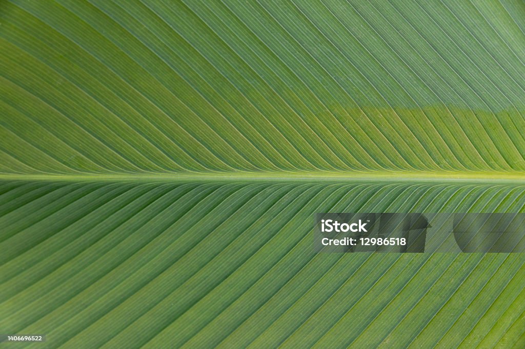 Closeup Tekstur Daun Pisang Hijau Latar Belakang Daun Pisang Abstrak