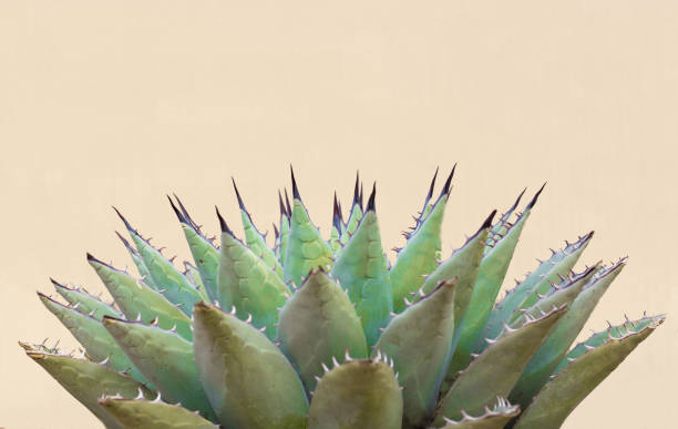 30k+ Agave Pictures | Download Free Images on Unsplash