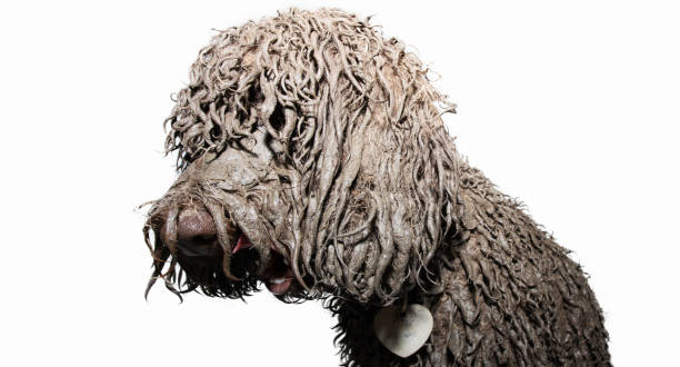 Dirty Dog Pictures | Download Free Images on Unsplash